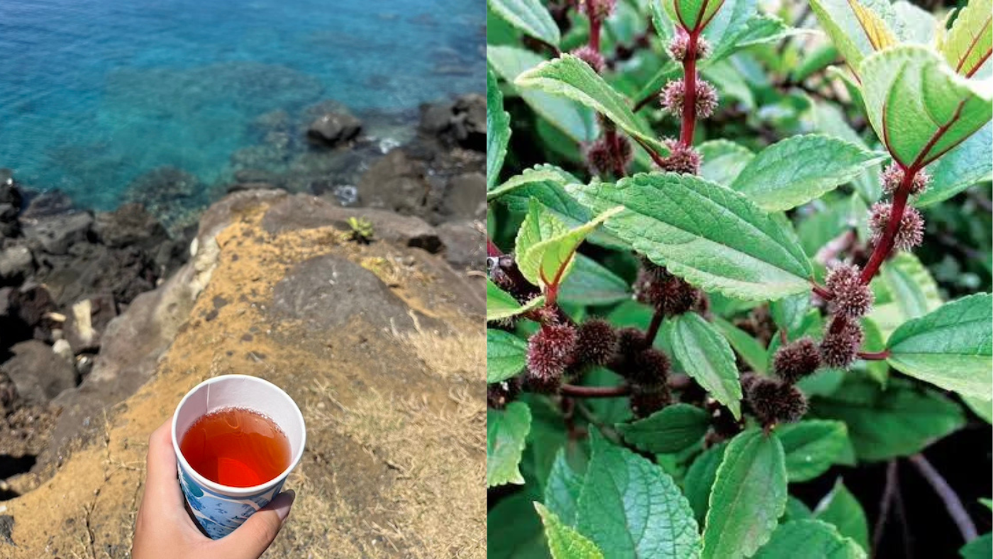 Learn About Māmaki Tea! – Hawaiiverse