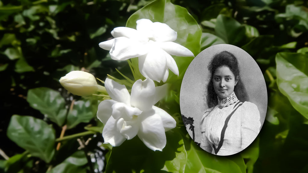 The Royal Pīkake Flower – Hawaiiverse