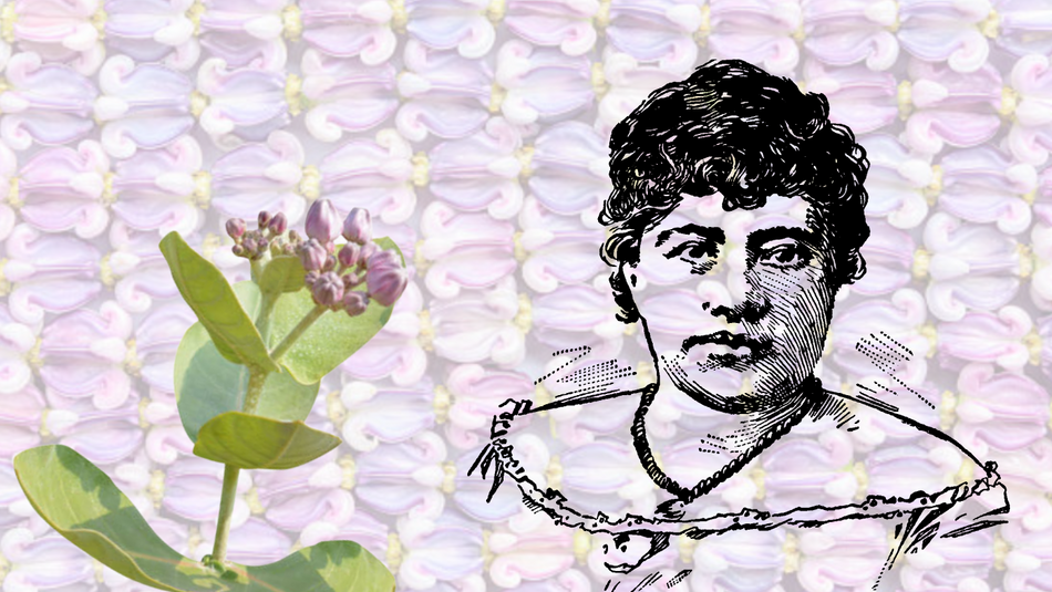 The Pua Kalaunu (Crown Flower): A Symbol of Hawaiian Royalty – Hawaiiverse